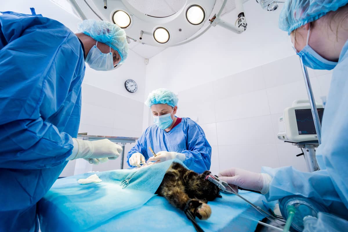 Elementos de protección personal para veterinarios | IBP Uniuso
