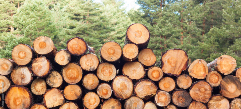 Reglamento EUDR: qué es, a quién afecta y cómo cumplirlo - Uniuso